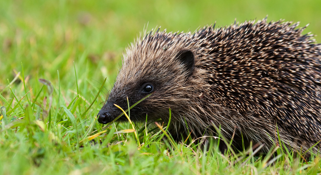 Hedgehog Heroes Of Shropshire Shropshire Wildlife Trust